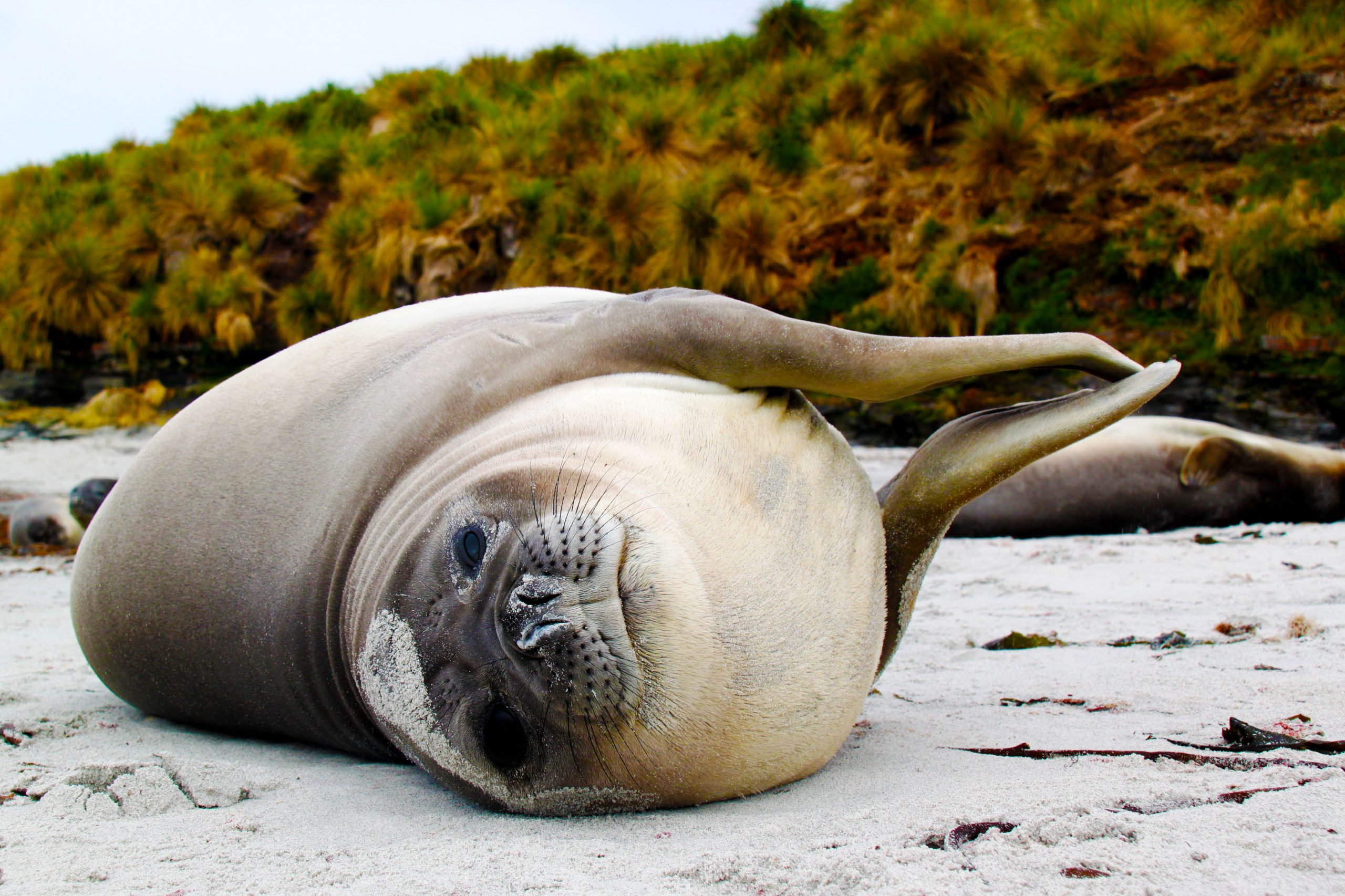 Reasons to Visit | Falkland Island Holidays